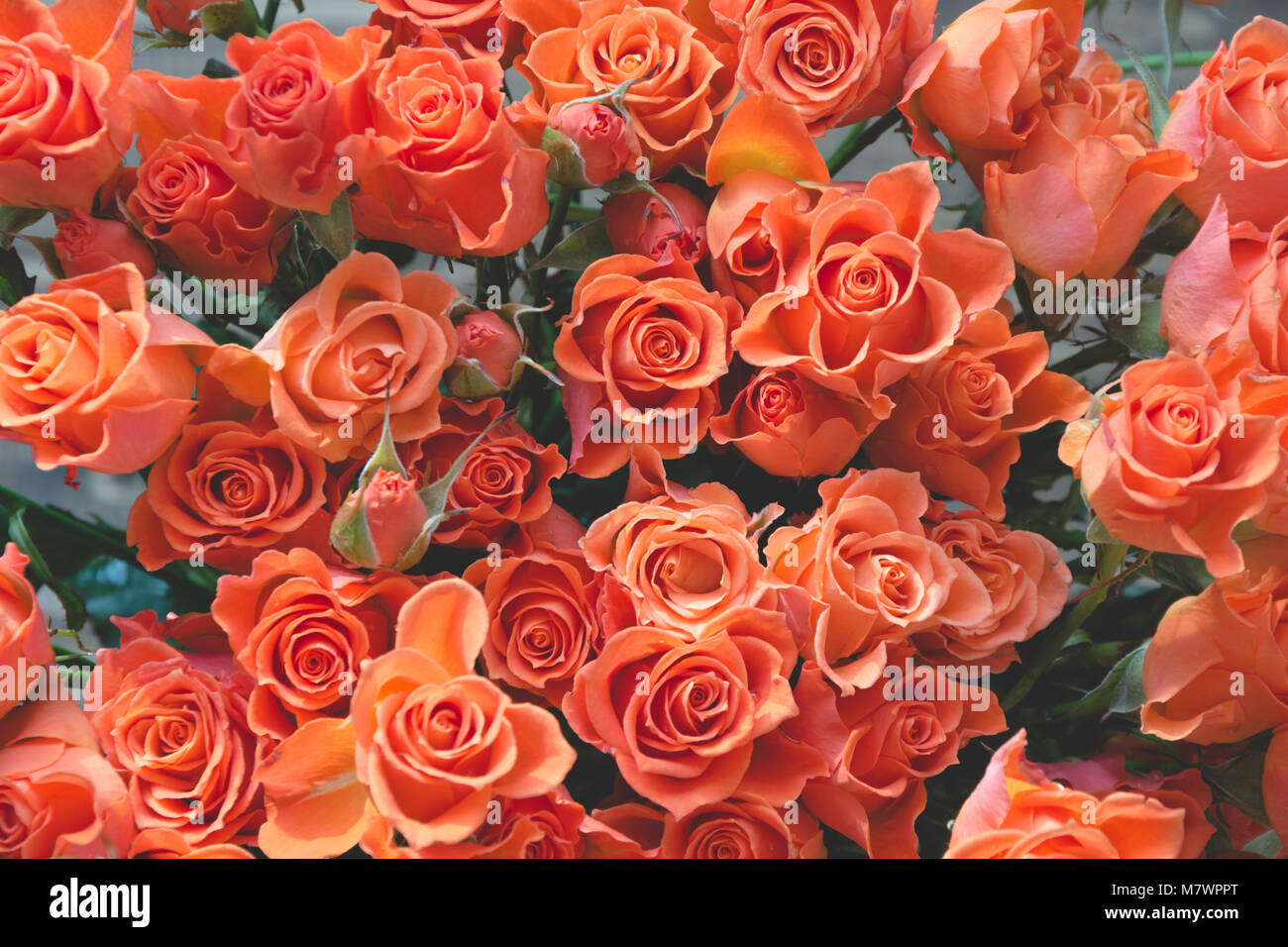 Orange roses as background. Spring pattern Stock Photo - Alamy