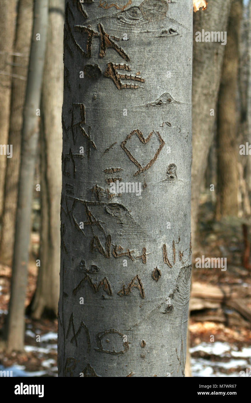 A Carved sweetheart tree in the woods Stock Photo - Alamy