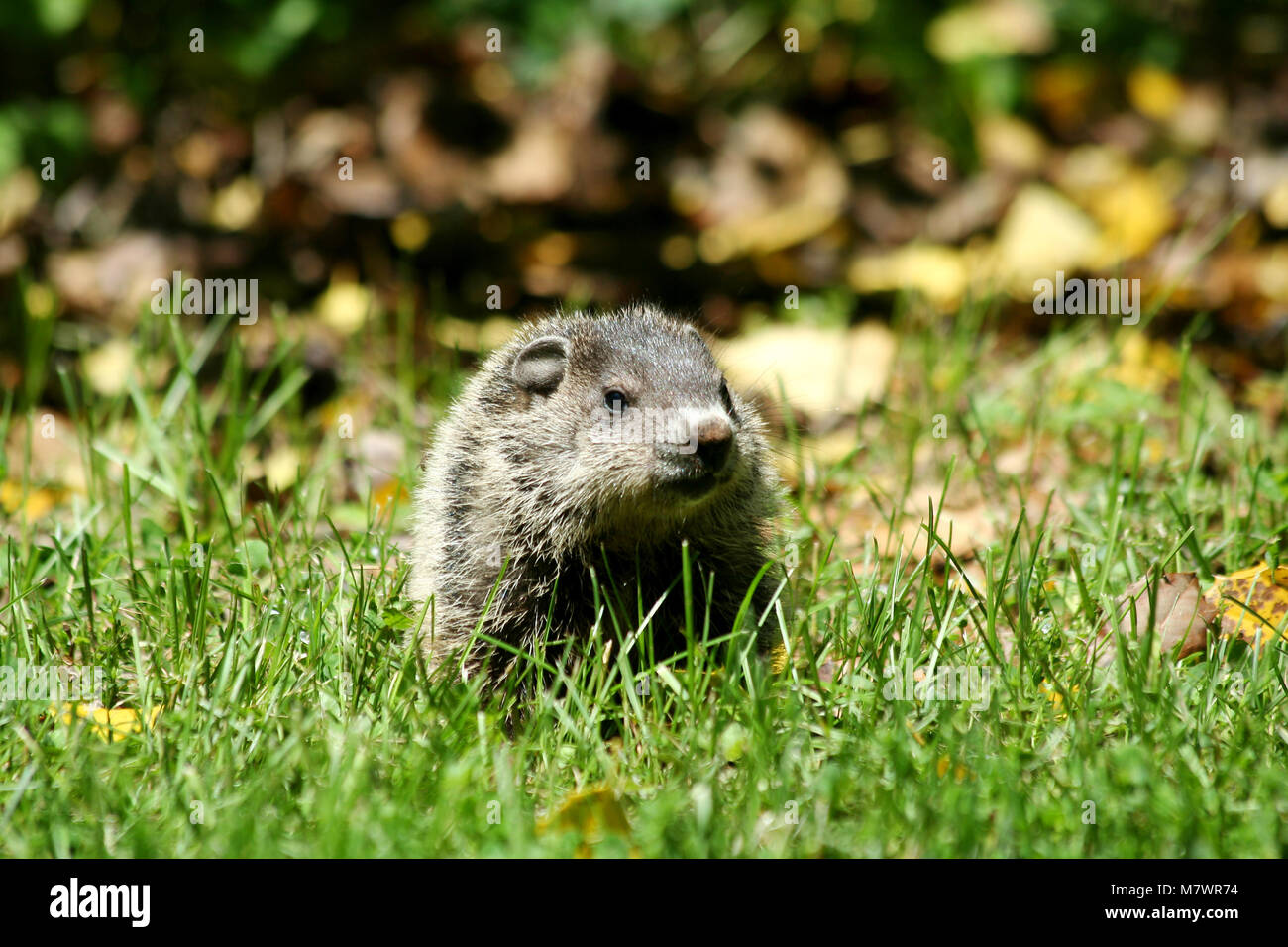 Baby Groundhog High Resolution Stock Photography and Images - Alamy