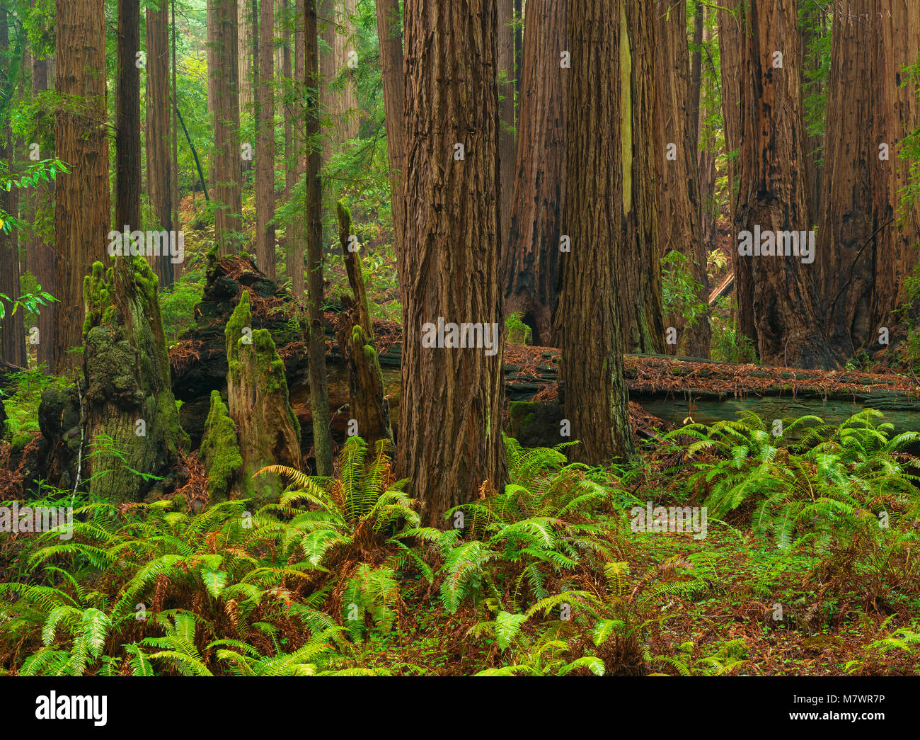 Redwoods, Sequoia sempervirens, Muir Woods National Monument, Marin ...
