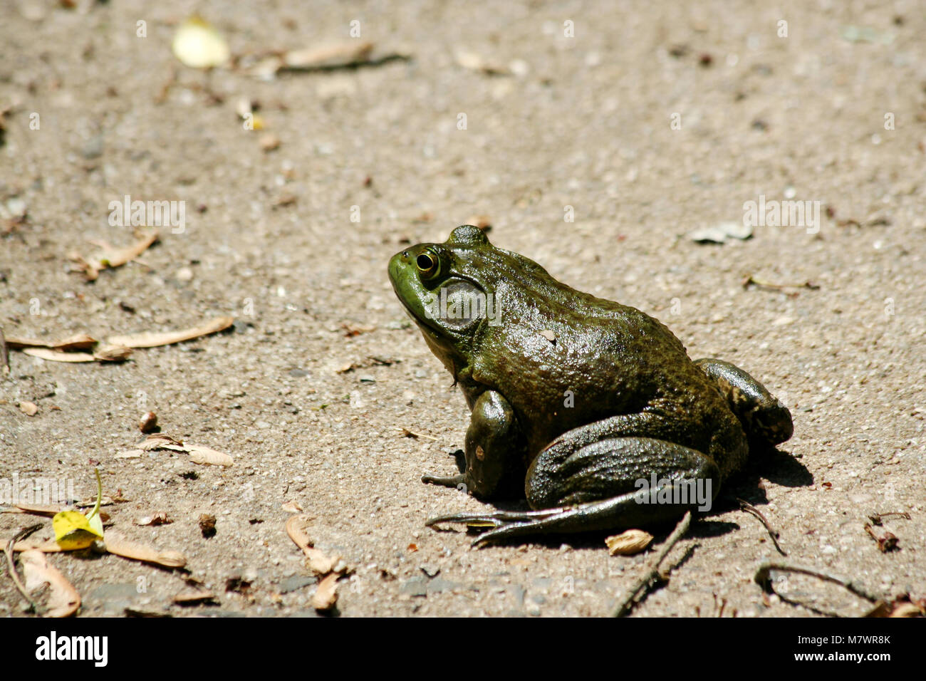An American bullfrog on concrete Stock Photo - Alamy