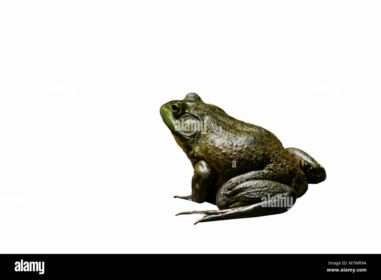 An American bullfrog on concrete Stock Photo - Alamy