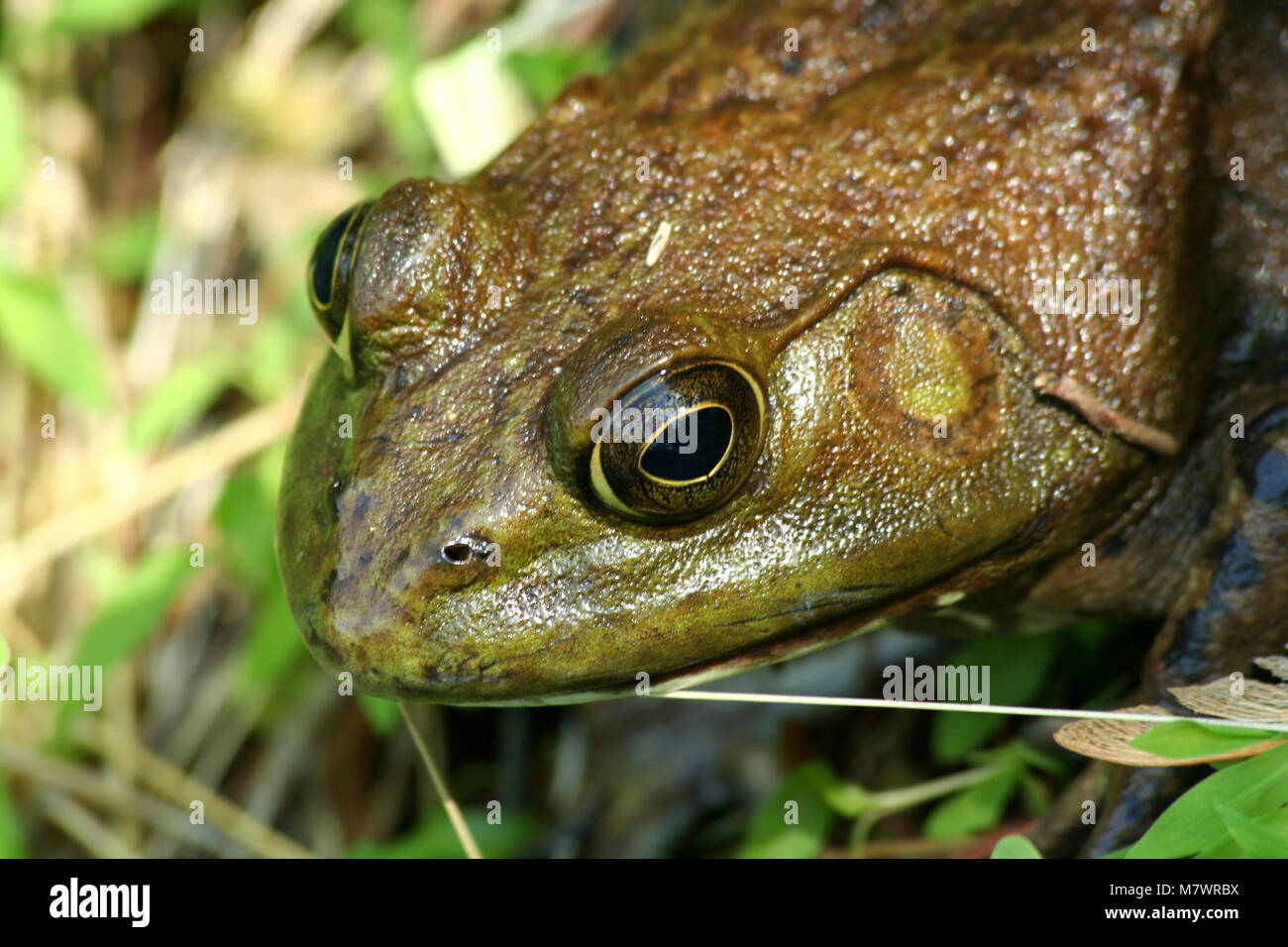 American bullfrog jump hi-res stock photography and images - Alamy