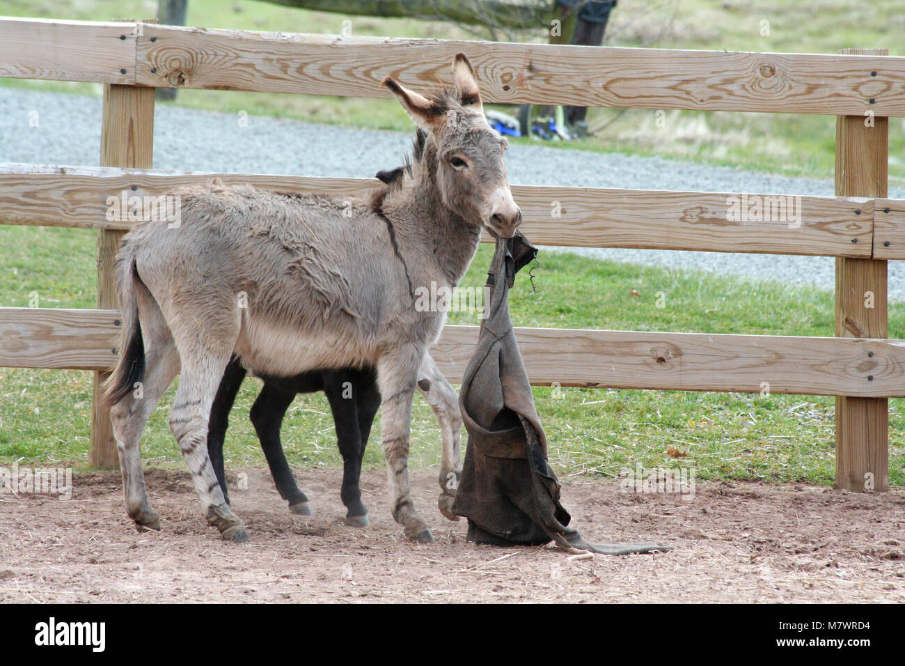 A Donkey playing in a barnyard Stock Photo - Alamy