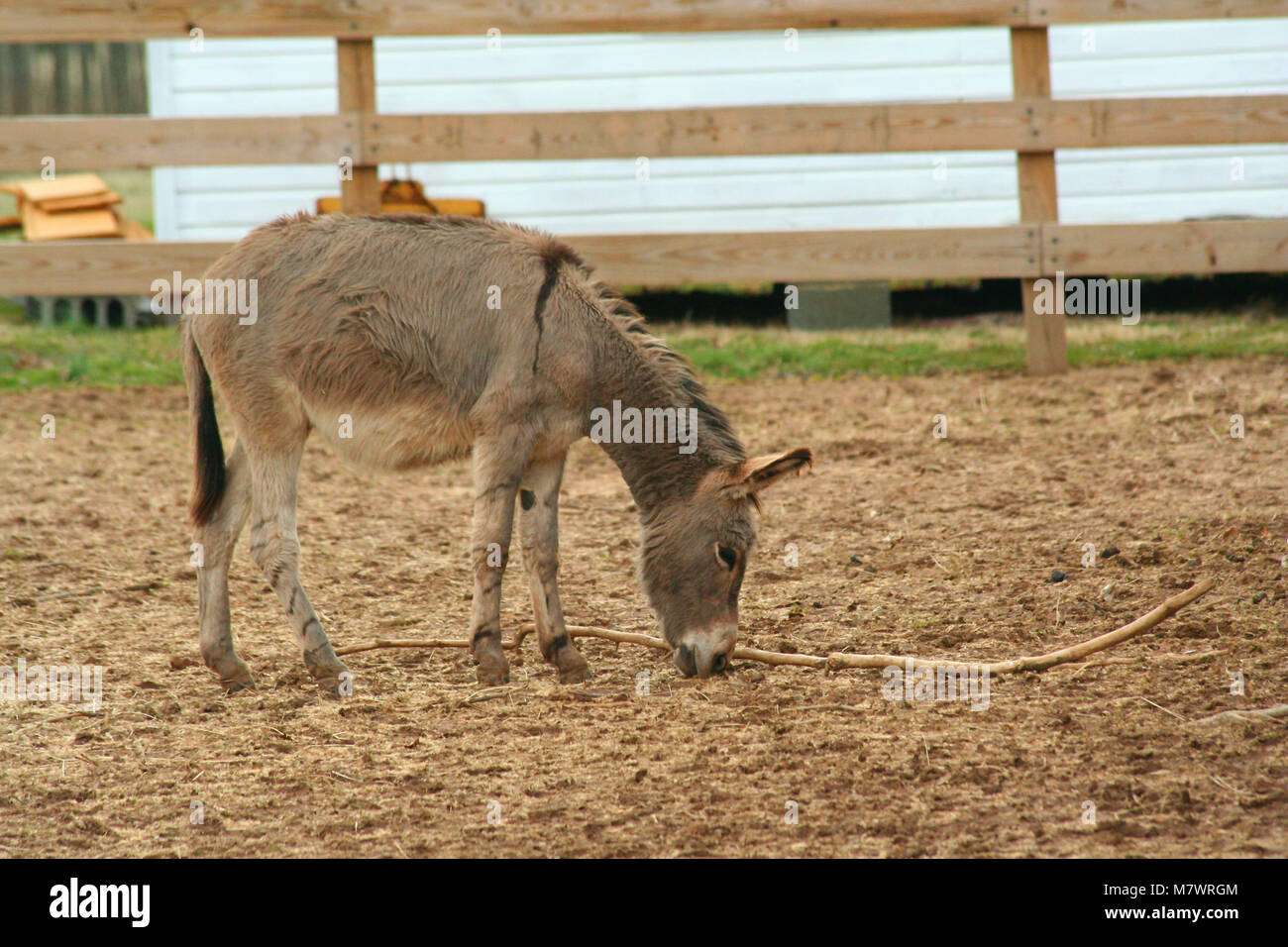 A Donkey playing in a barnyard Stock Photo - Alamy