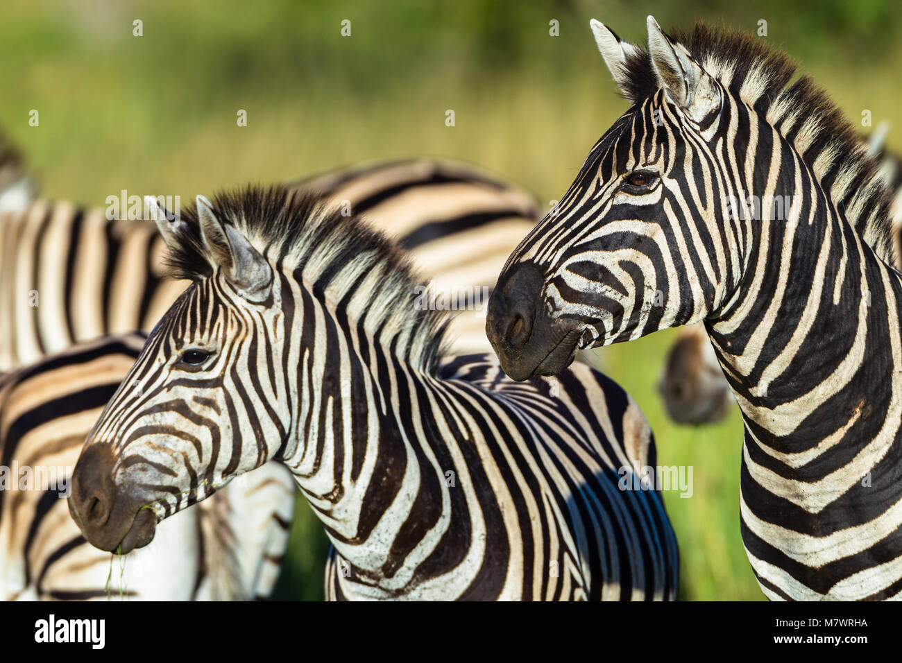 Zebra's wildlife animals in park reserve alert for predators late in ...