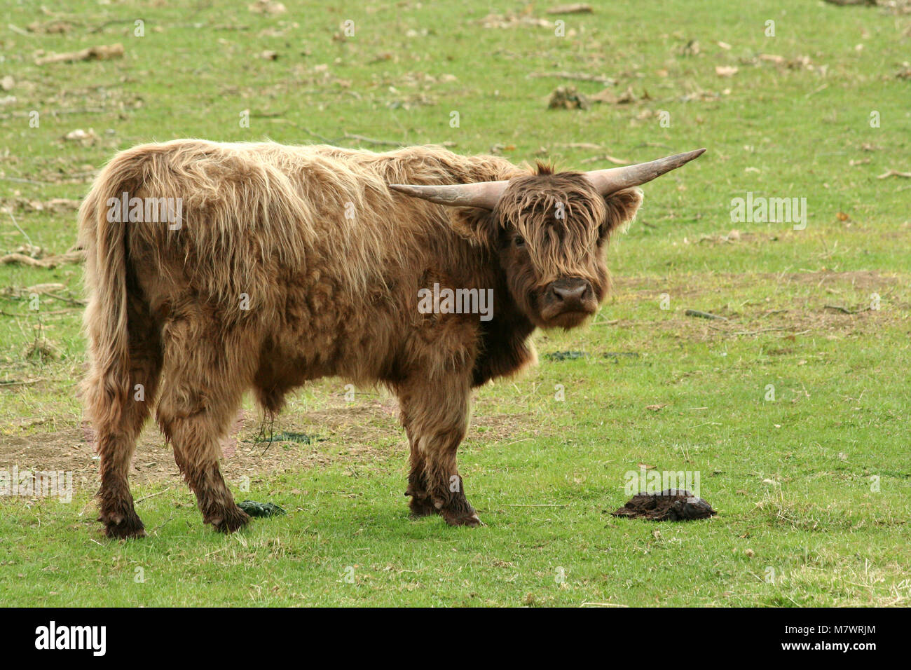 A Highland cow in a green field Stock Photo - Alamy