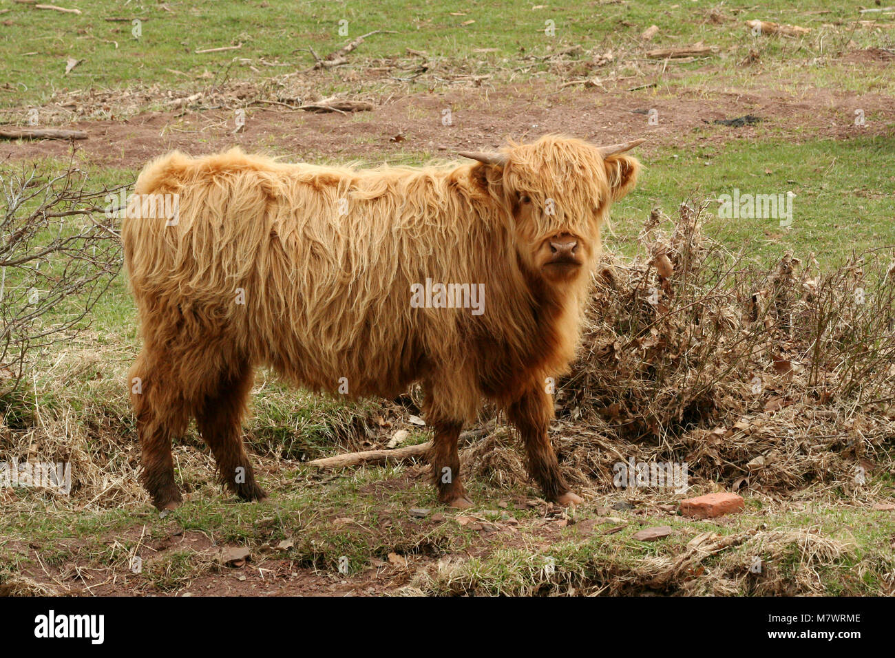 A Highland cow in a green field Stock Photo - Alamy