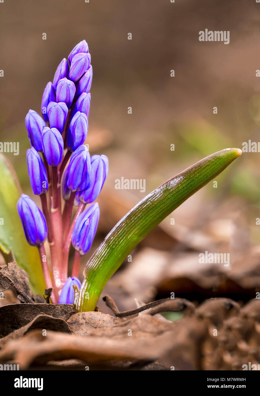 Suill hi-res stock photography and images - Alamy