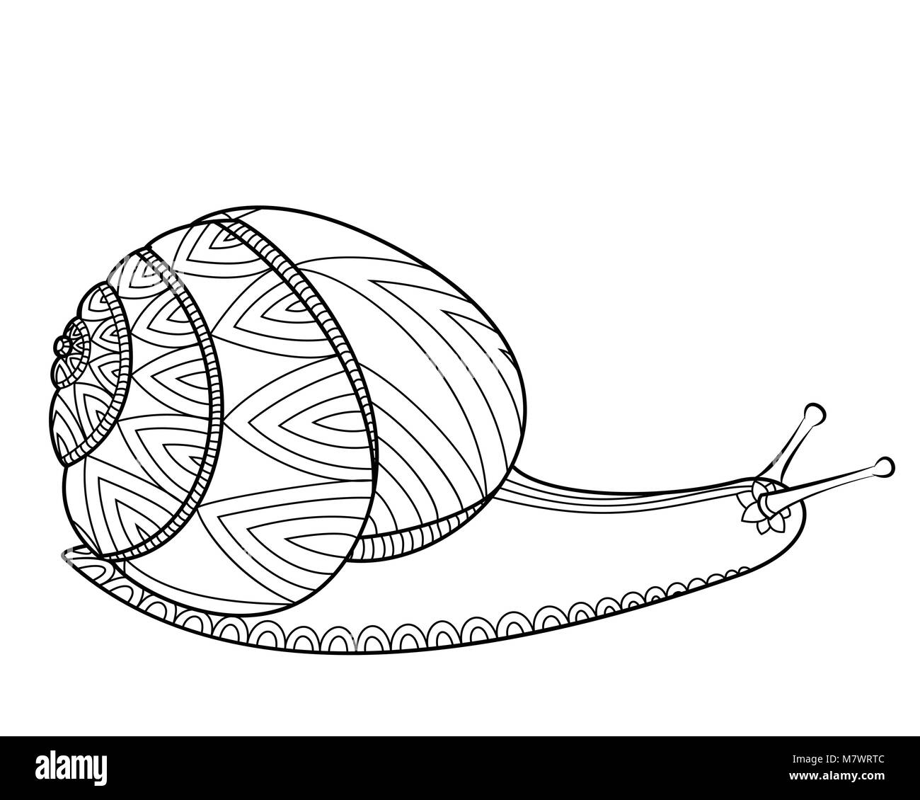 Snail black and white colors vector illustration. Invertebrates ...