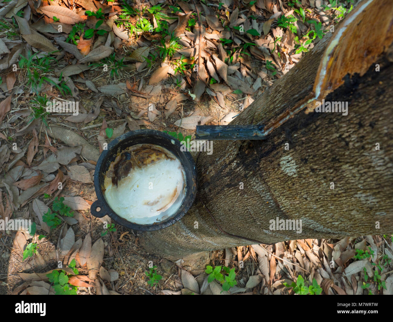 India rubber plant hi-res stock photography and images - Alamy