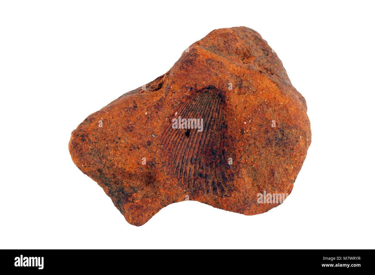 Shell fossil in stone Cut Out Stock Images & Pictures - Alamy