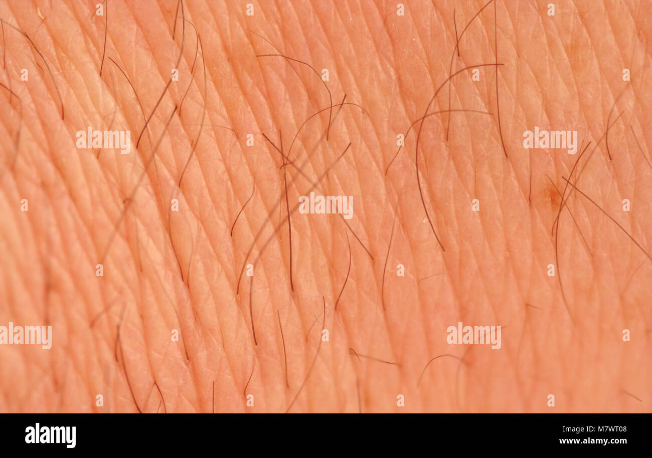 A Human arm macro with hair Stock Photo - Alamy