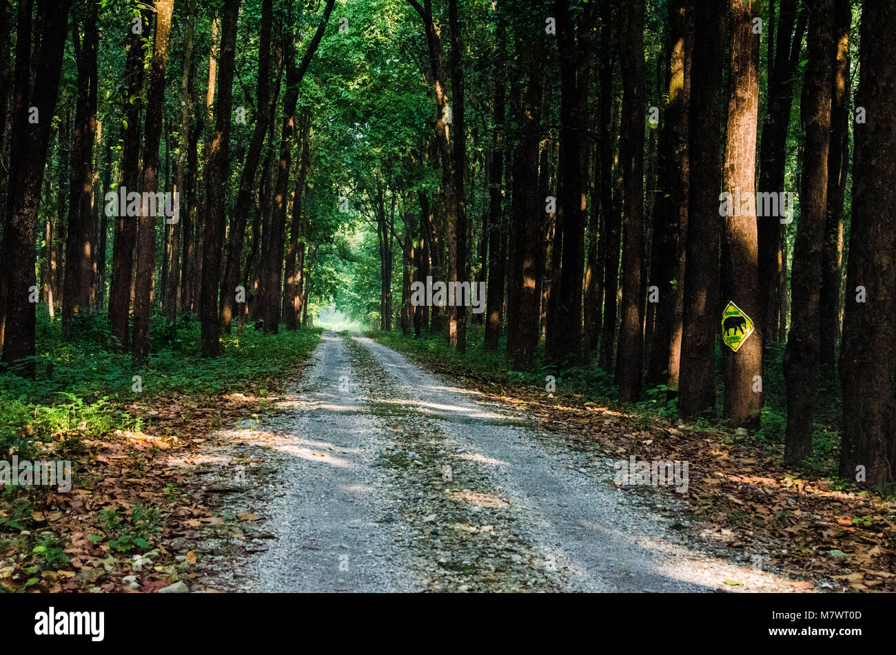 Cutting through jungle hi-res stock photography and images - Alamy