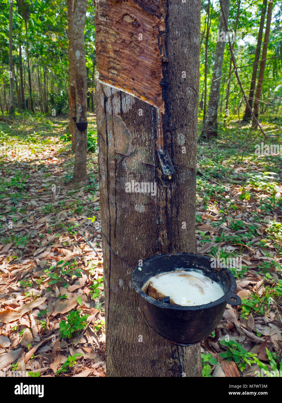 Hevea brasiliensis rubber bark hi-res stock photography and images - Alamy
