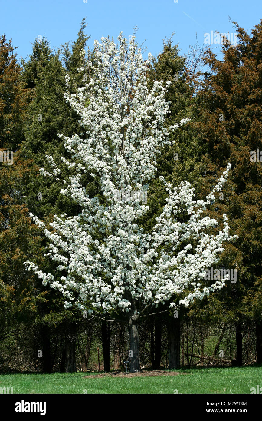 Callery pear tree hi-res stock photography and images - Alamy