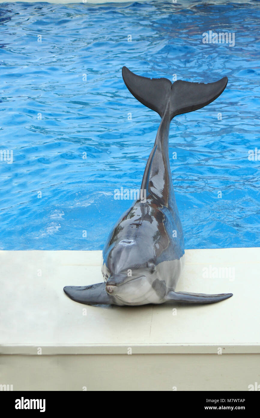 A Dolphin sitting on the edge of a pool Stock Photo - Alamy