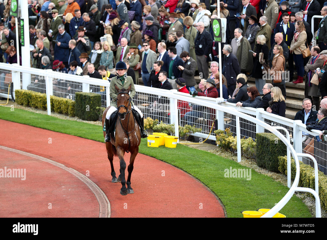 Retired racehorse Dodging Bullets in the parade ring during Champion ...