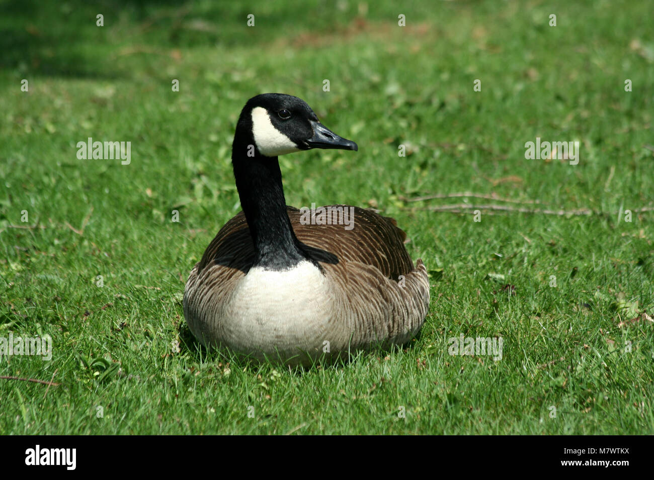 A Canadian goose resting on a lawn Stock Photo - Alamy