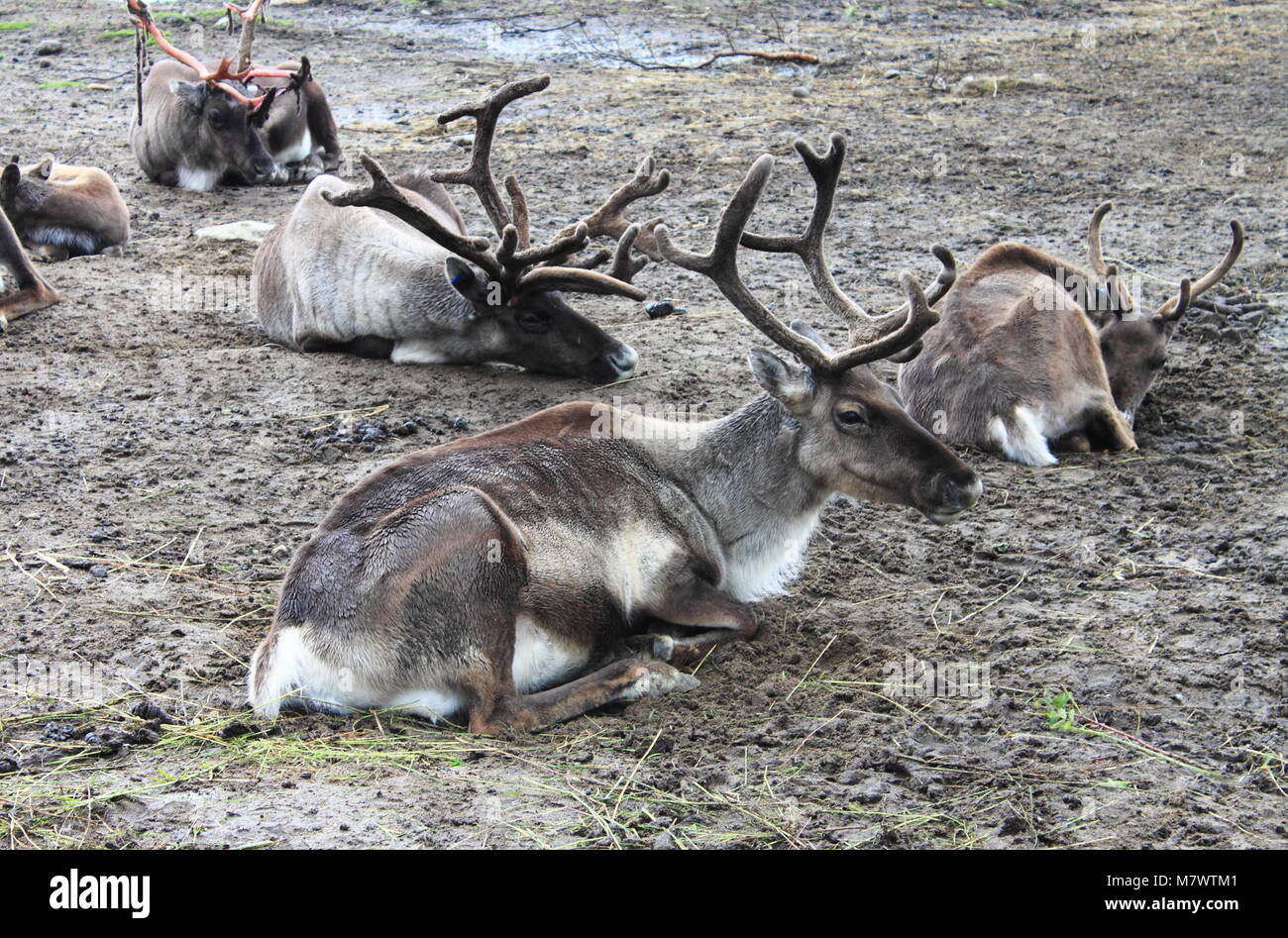 Reindeer resting lapland hi-res stock photography and images - Alamy