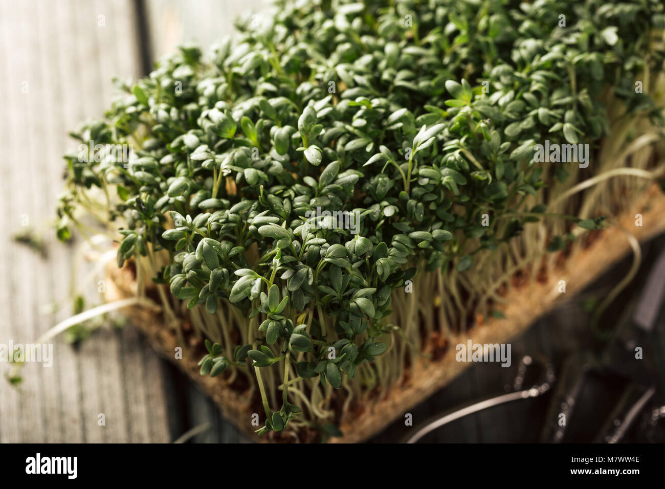 Garden cress, young plants Stock Photo - Alamy