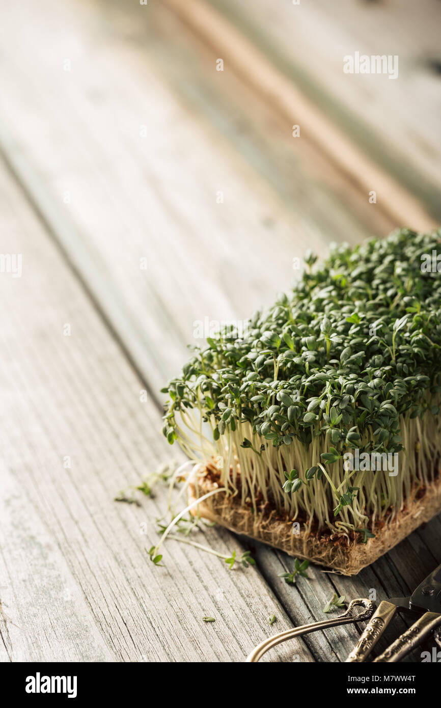 Garden cress, young plants Stock Photo - Alamy