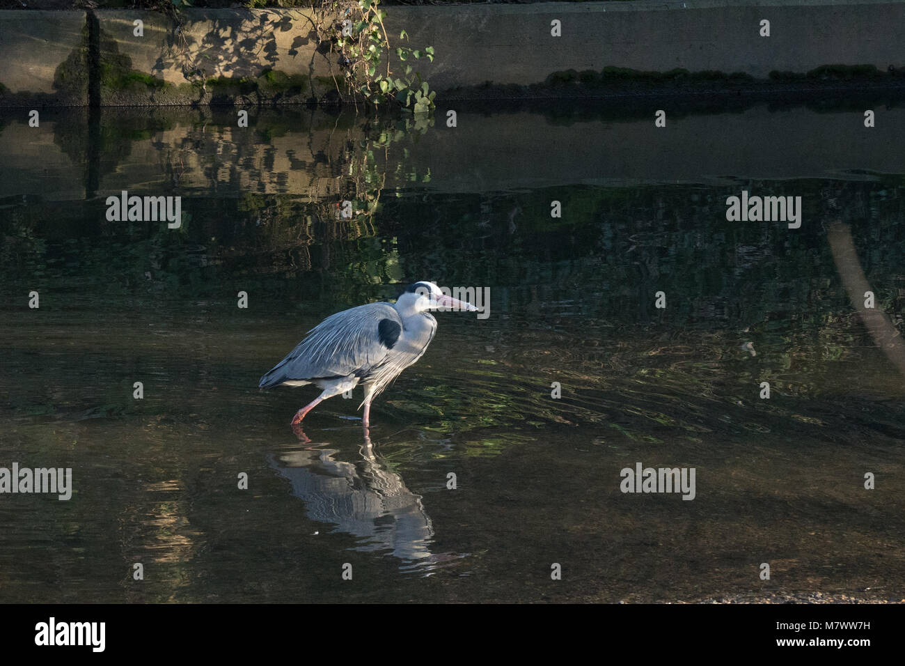 River brent crane hi-res stock photography and images - Alamy