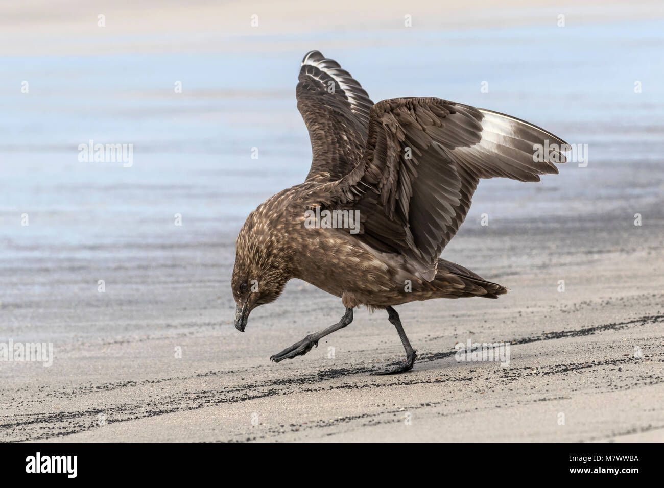 Species skua hi-res stock photography and images - Alamy