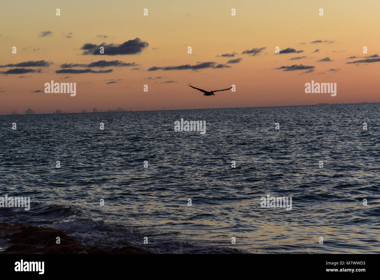 Flying through the sunset Stock Photo - Alamy