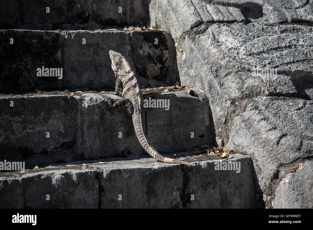 Lizard on the stairs Stock Photo - Alamy