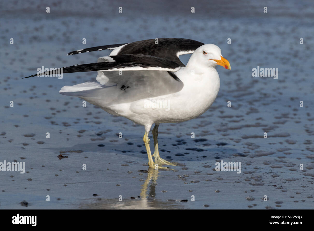 Kelp Gull adult Stock Photo - Alamy