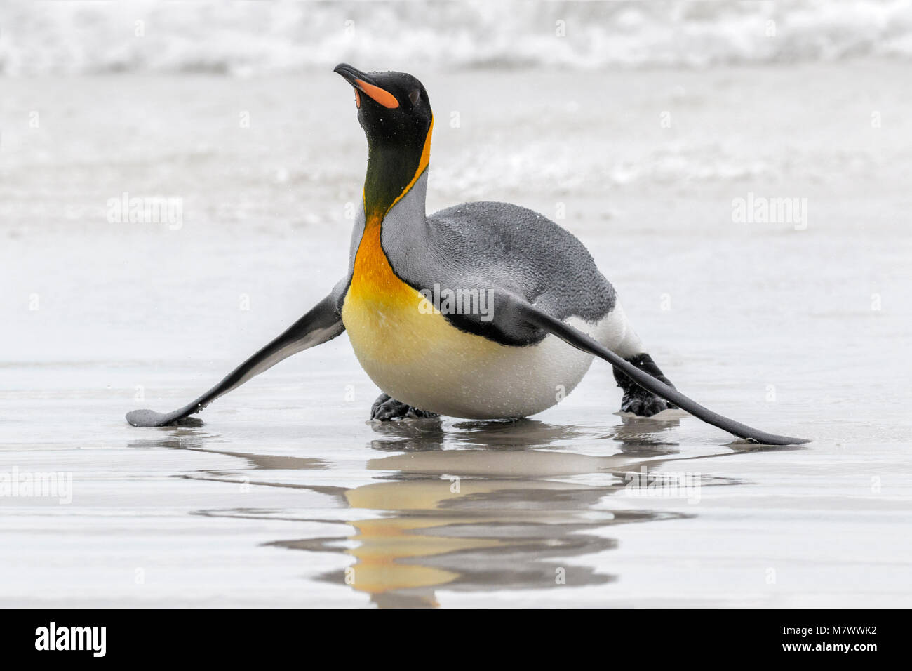 Penguin behaviour hi-res stock photography and images - Alamy