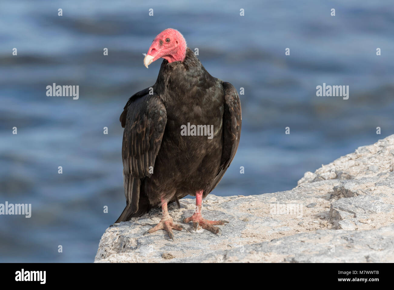Vulture roost hi-res stock photography and images - Alamy