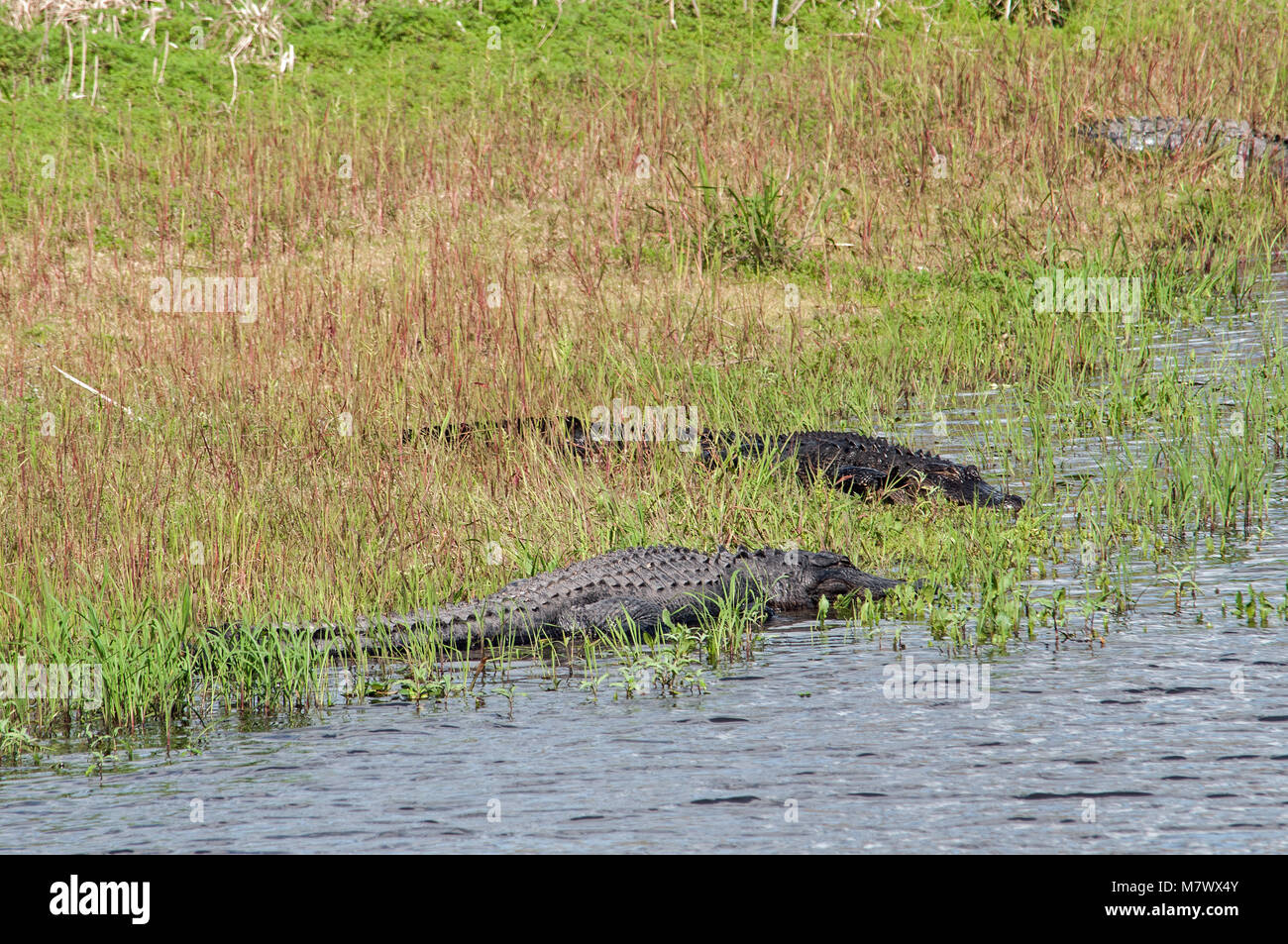 Alligator nest hi-res stock photography and images - Alamy