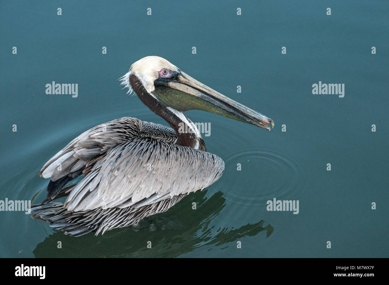 Brown Pelican (Pelecanus occidentalis Stock Photo - Alamy