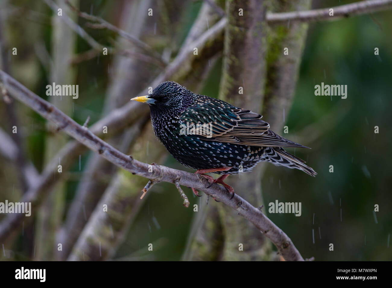 Uk starling winter plumage hi-res stock photography and images - Alamy