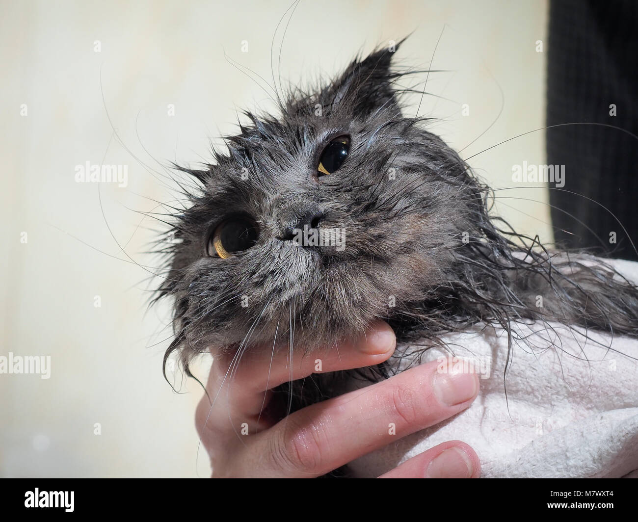 Miserable wet cat after washing. Cat peeking out of the towel Stock ...