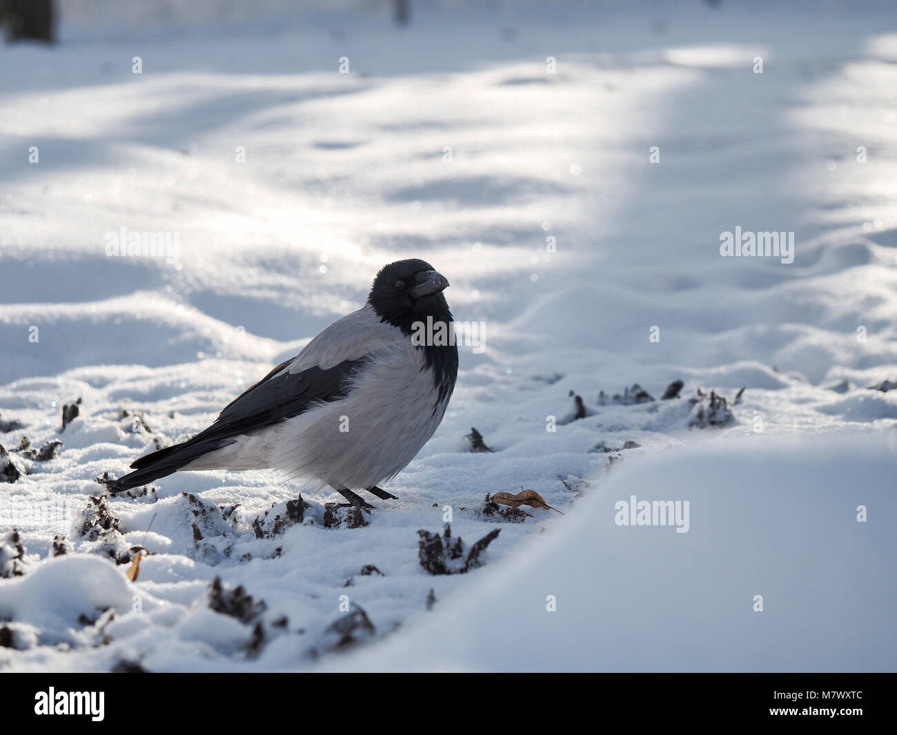 Bird crow winter in the Park. Portrait Stock Photo - Alamy