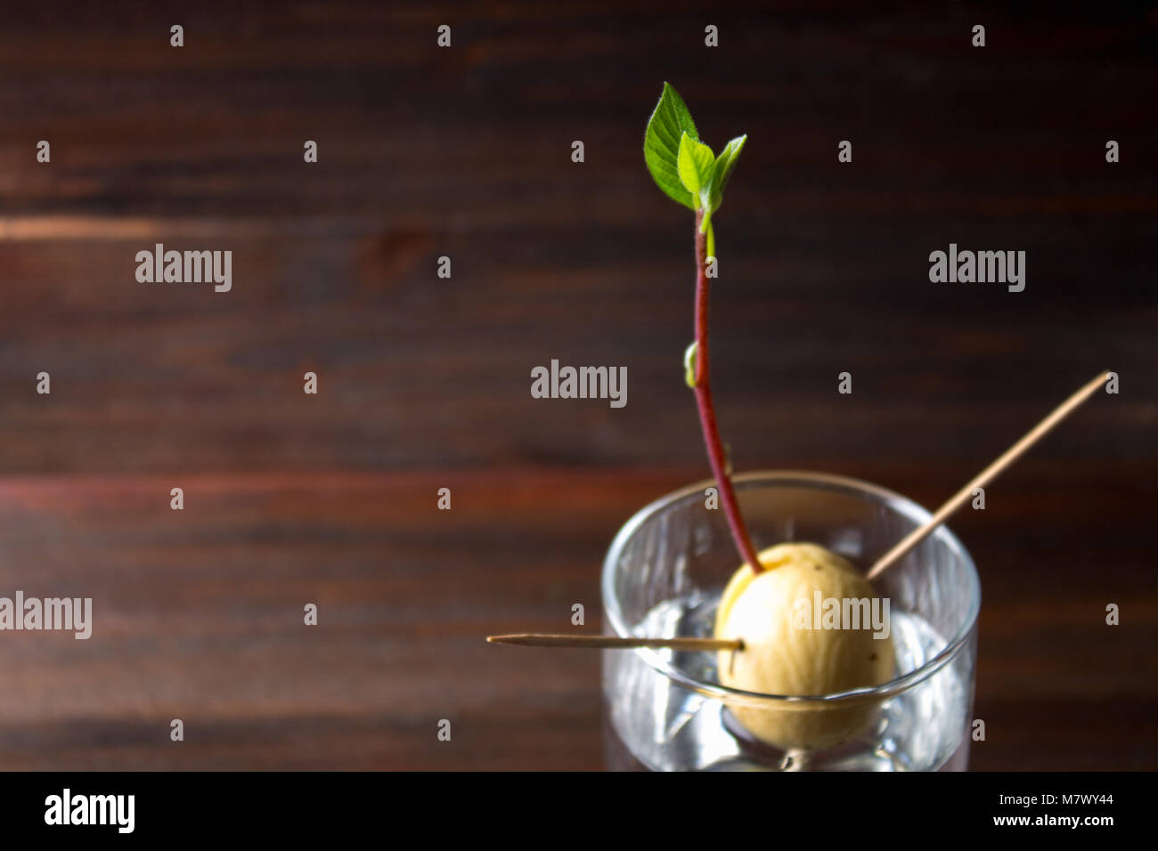 The avocado sprout grows from the seed in a glass of water. A living ...