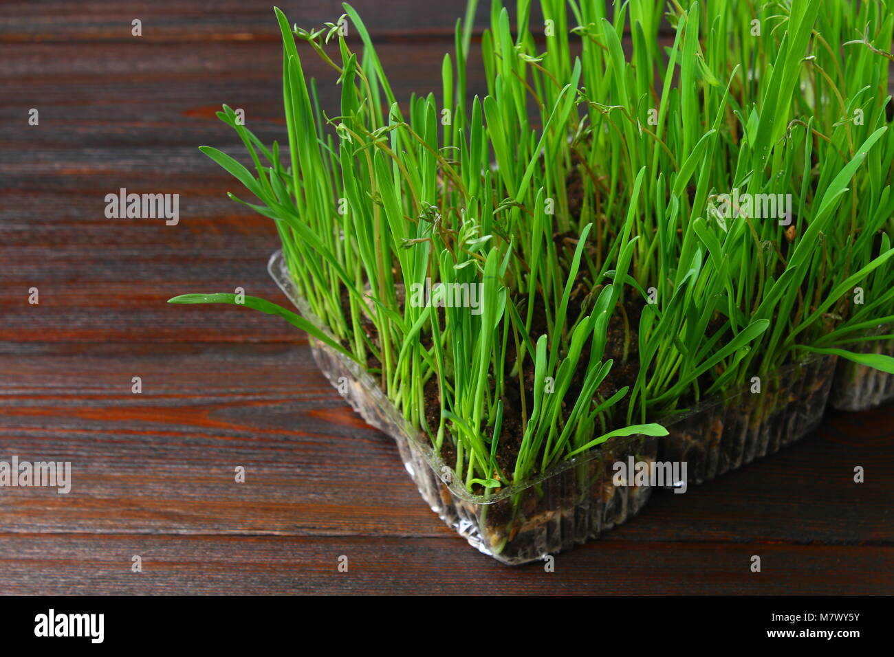 Sprouted green oats in the form of grass at home Stock Photo - Alamy