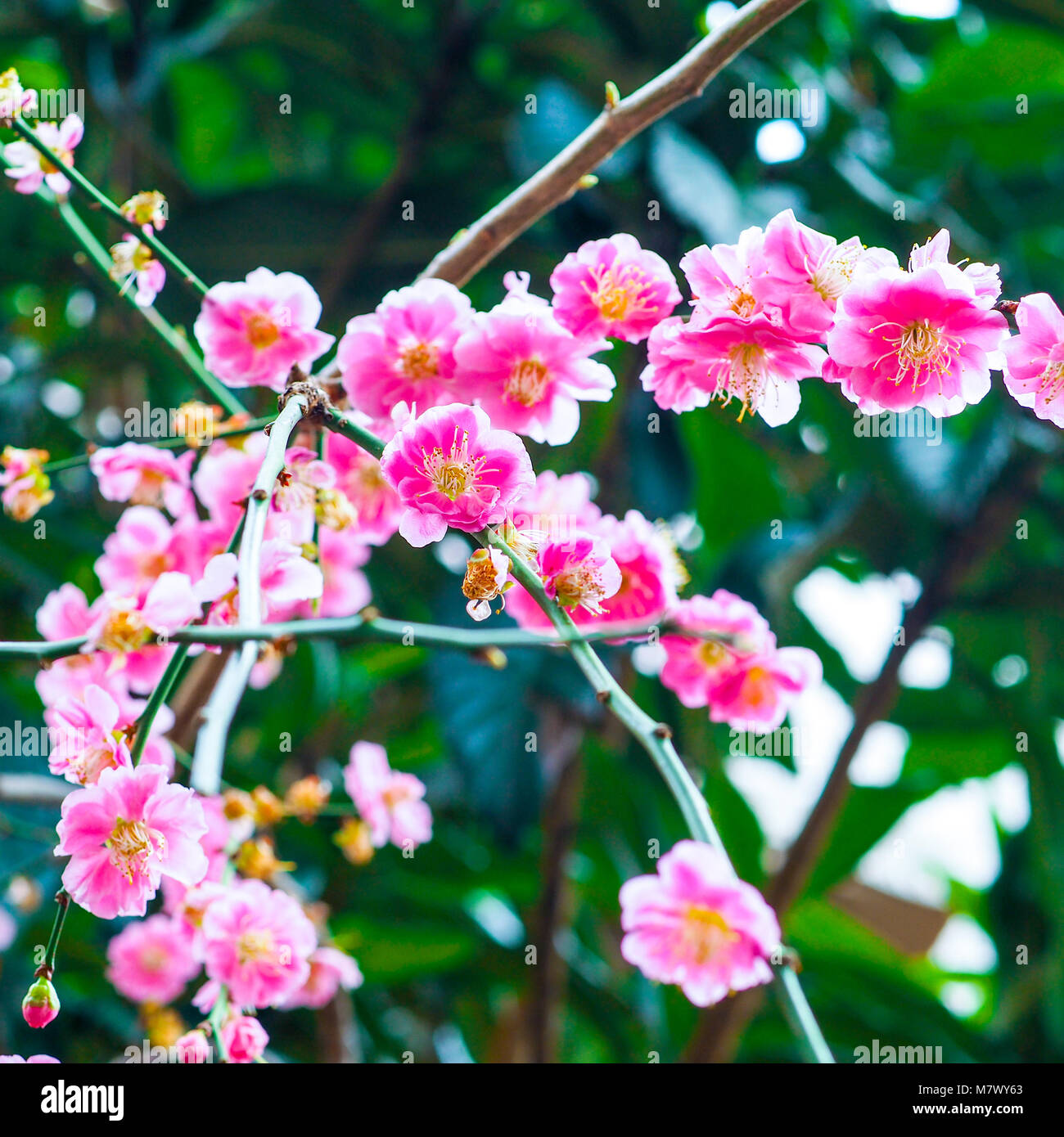 Japanese blossoms hi-res stock photography and images - Alamy