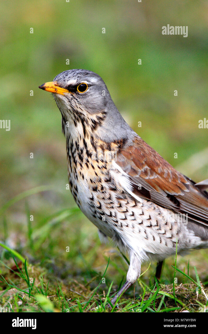 Single Fieldfare bird on grassy wetlands during a spring nesting period ...