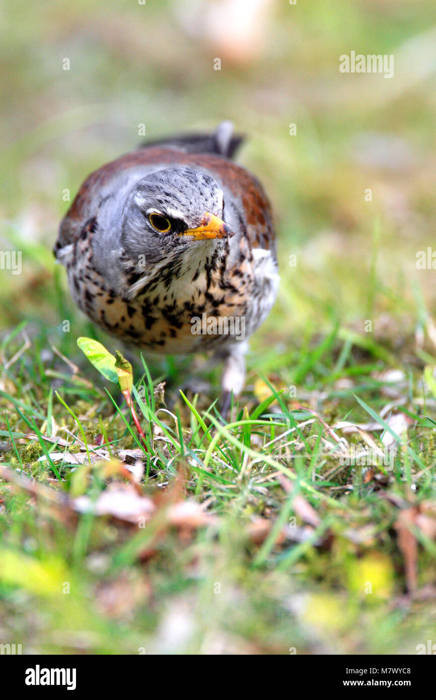 Single Fieldfare bird on grassy wetlands during a spring nesting period ...