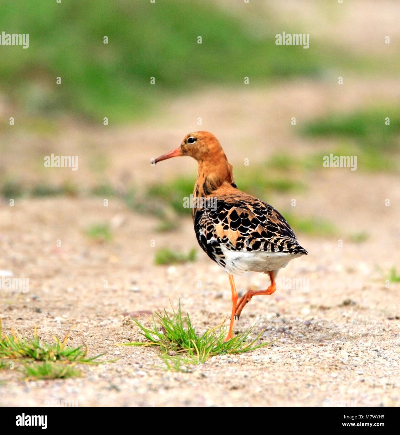 Single Ruff bird on grassy wetlands during a spring nesting period ...