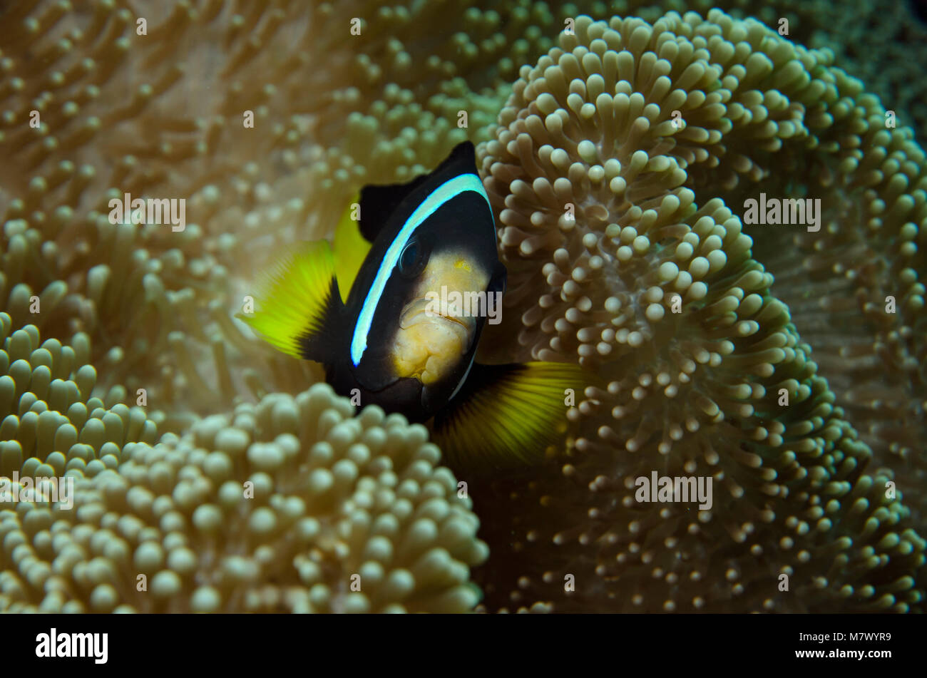Clark's Anemonefish or Yellowtail Clownfish, Amphiprion clarkii, on ...