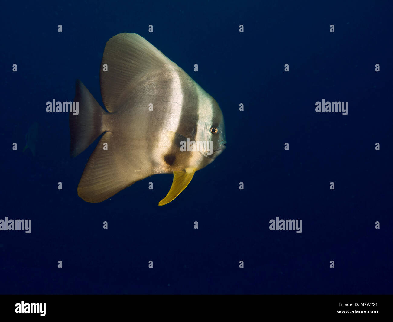 Underwaterphoto hi-res stock photography and images - Alamy