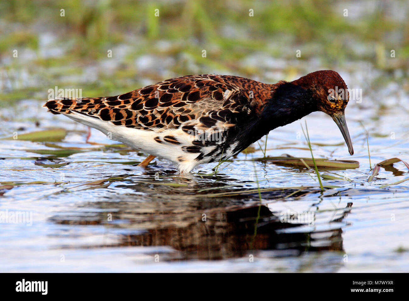 Single Ruff bird on grassy wetlands during a spring nesting period ...