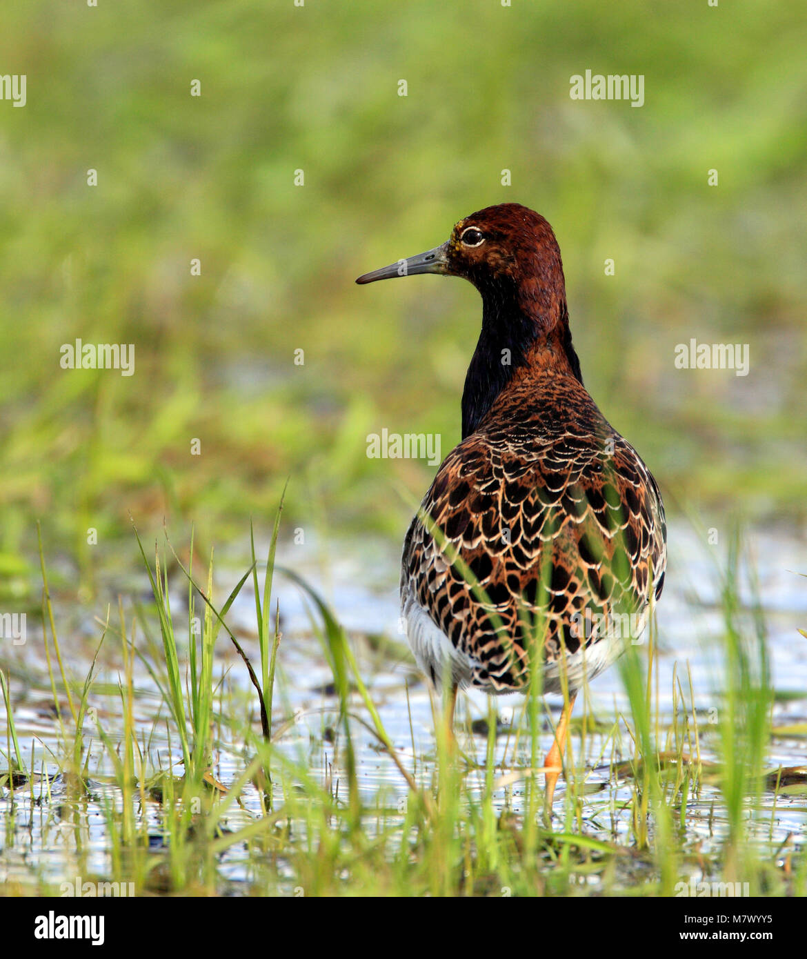 Single Ruff bird on grassy wetlands during a spring nesting period ...