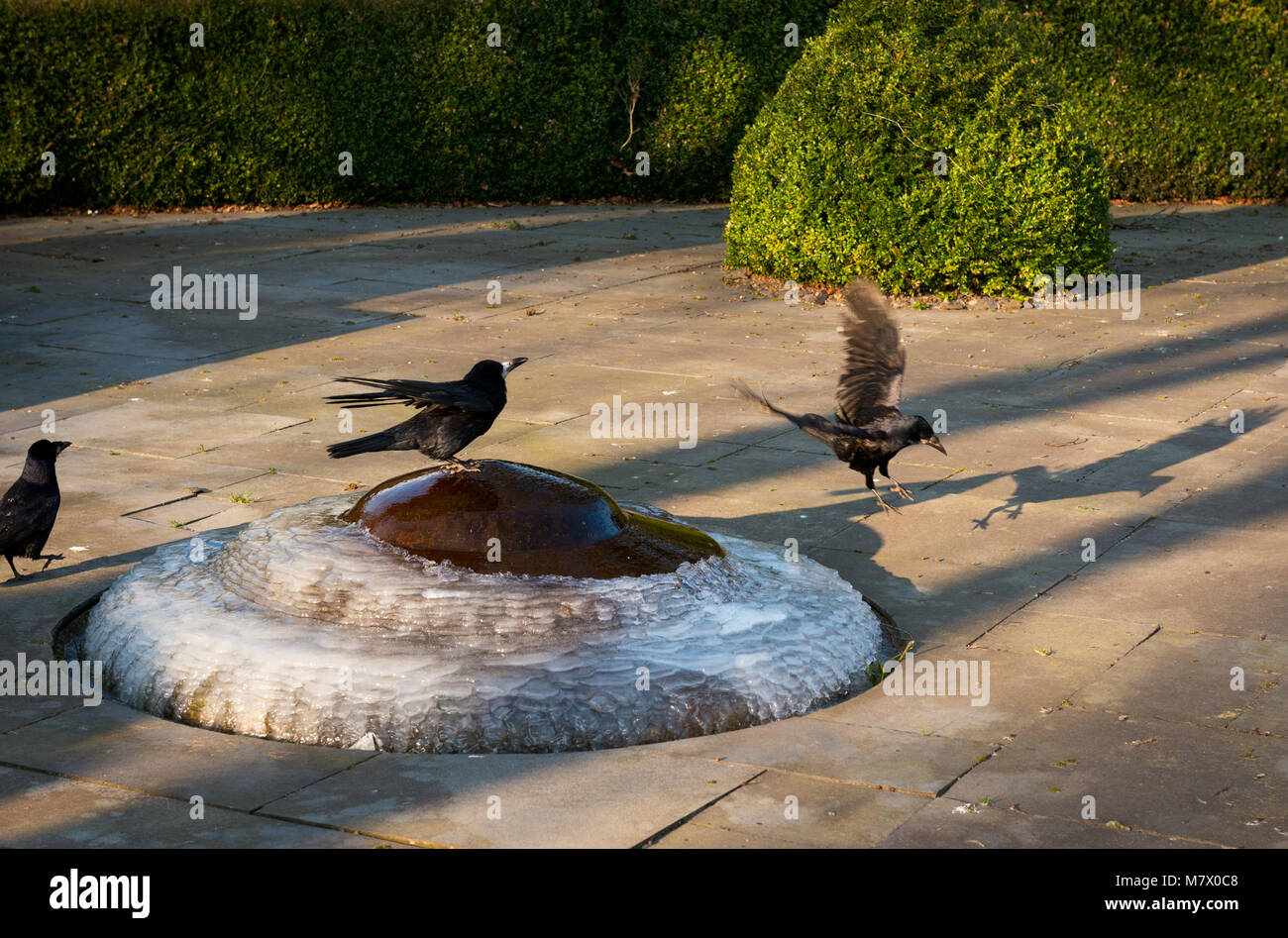 Crows and ravens hi-res stock photography and images - Alamy