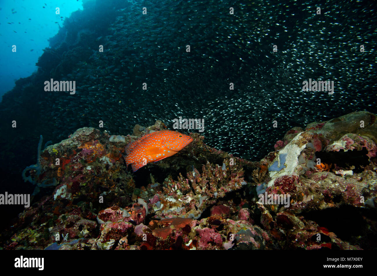 Coral Grouper, Cephalopholis miniata, on coral reef, in Bathala ...